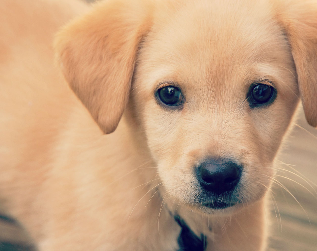 Choisir D adopter Un Chien