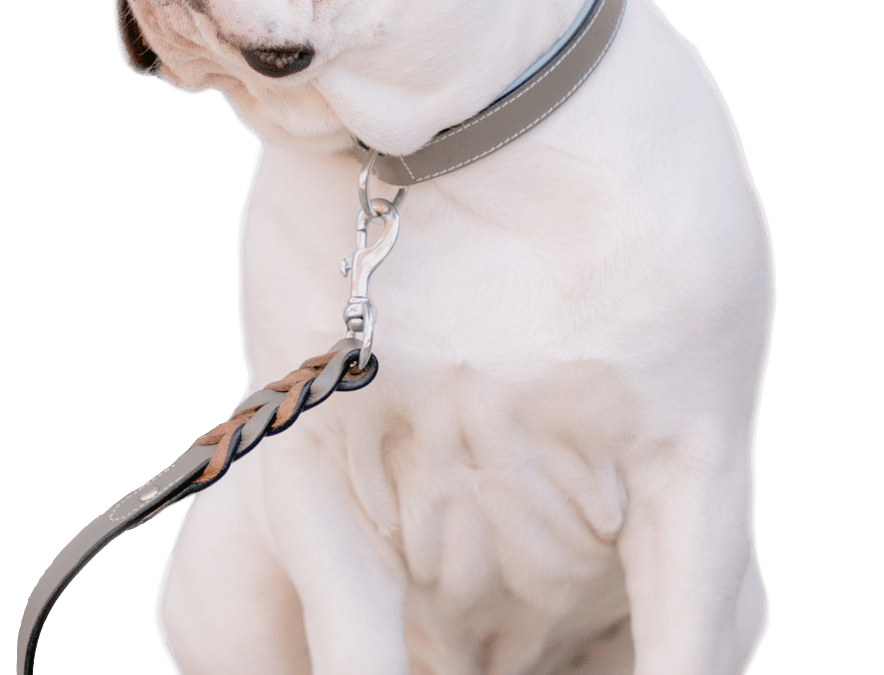 Dog walker 15